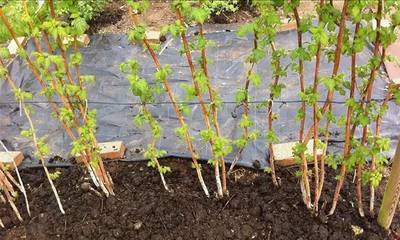 Kdy maliny zasadit a jaké malinové sazenice koupit